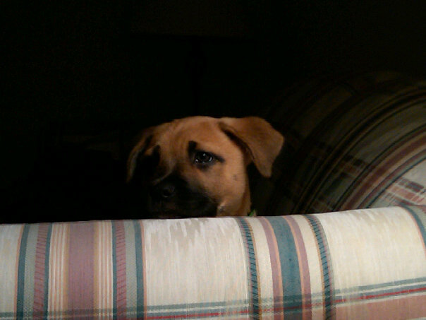 PYF dog pictures - The Something Awful Forums